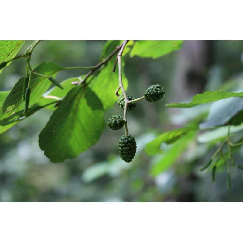 Italian alder - Alnus cordata