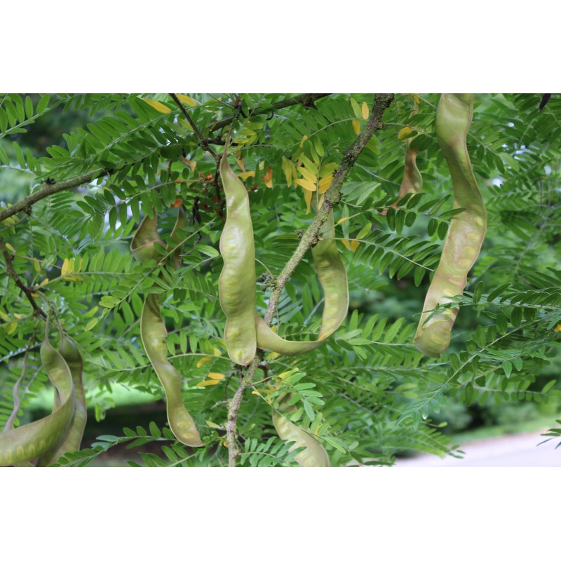 Févier d'Amérique - Gleditsia triacanthos inermis
