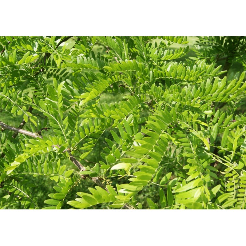 Févier d'Amérique - Gleditsia triacanthos inermis