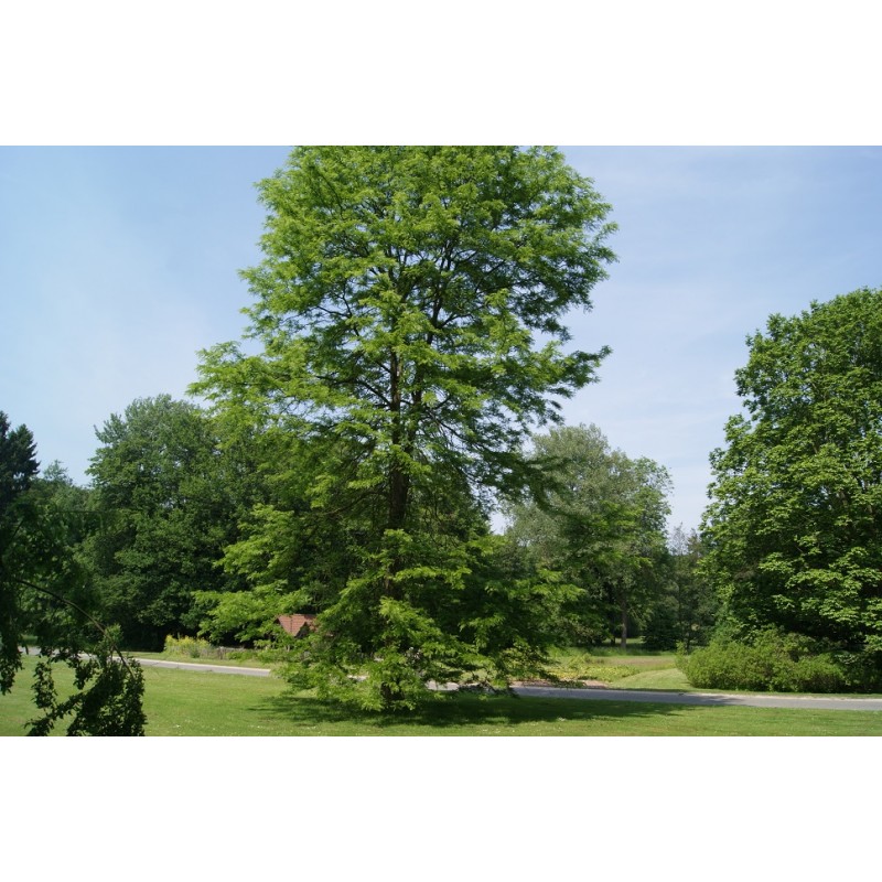 Févier d'Amérique - Gleditsia triacanthos inermis