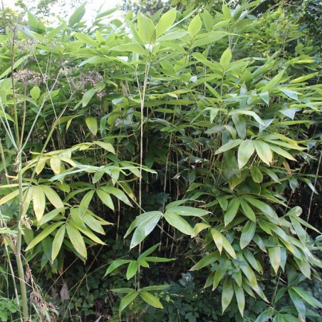 Bambou Sasa Palmata