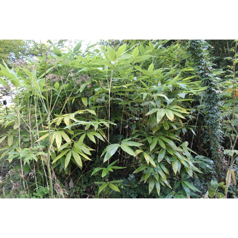 Bamboo Sasa Palmata