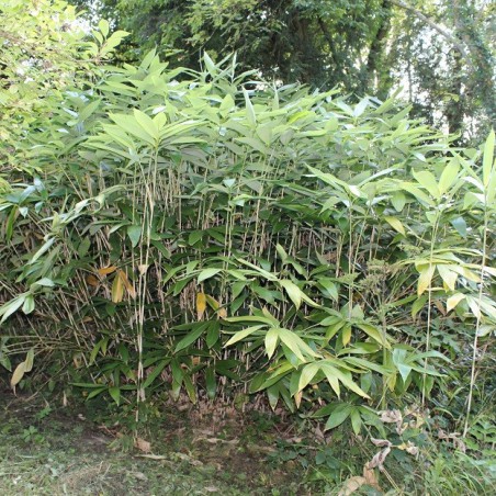 Bamboo Sasa Palmata