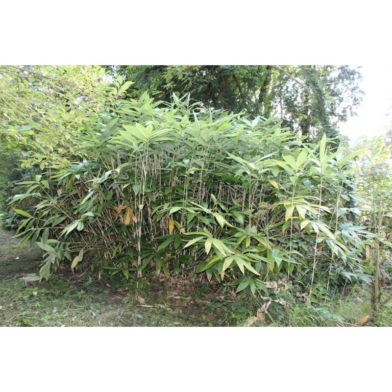 Bamboo Sasa Palmata