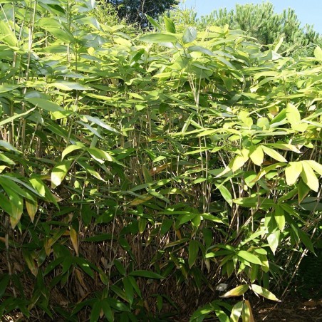 Bamboo Sasa Palmata