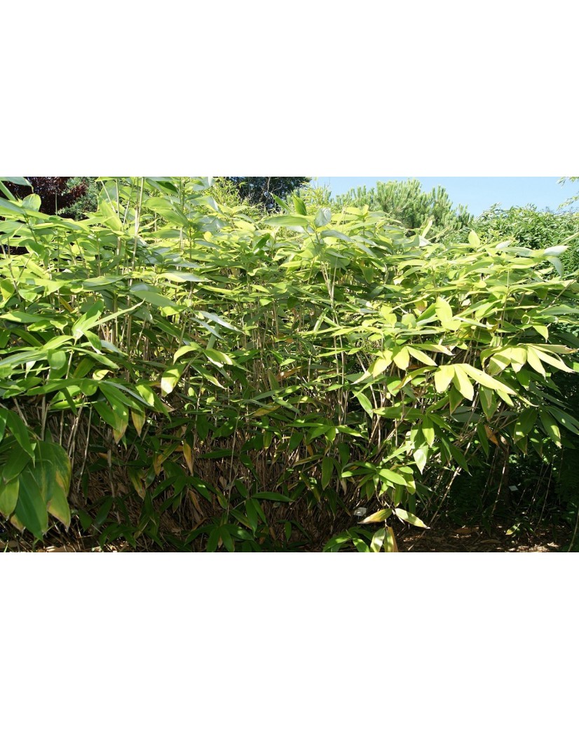 Bamboo Sasa Palmata