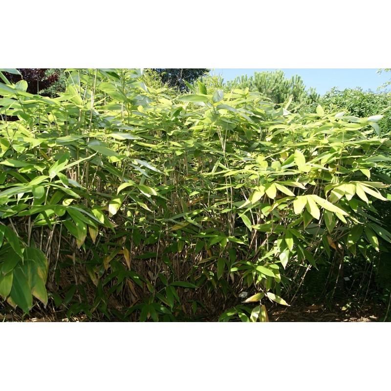 Bamboo Sasa Palmata