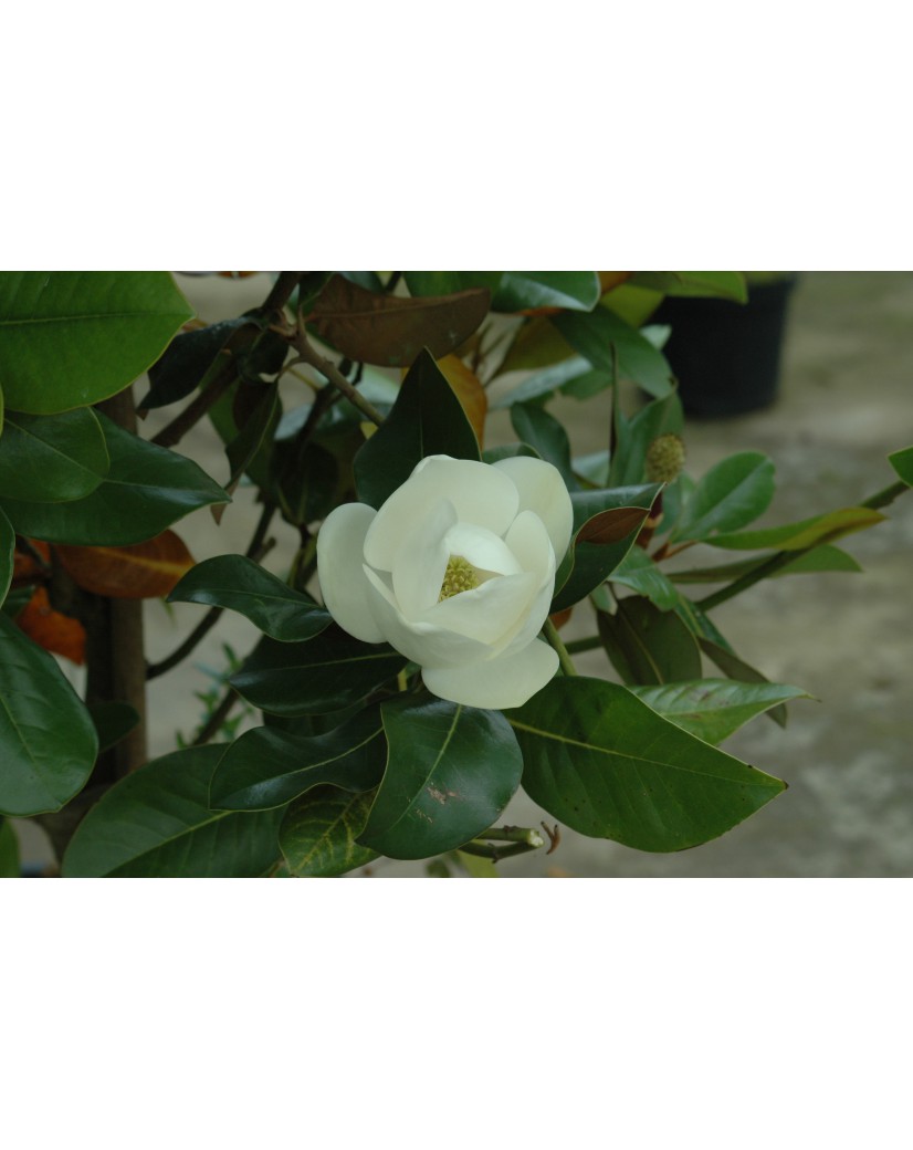 Evergreen Magnolia, double flower - Magnolia Grandiflora Exmouth