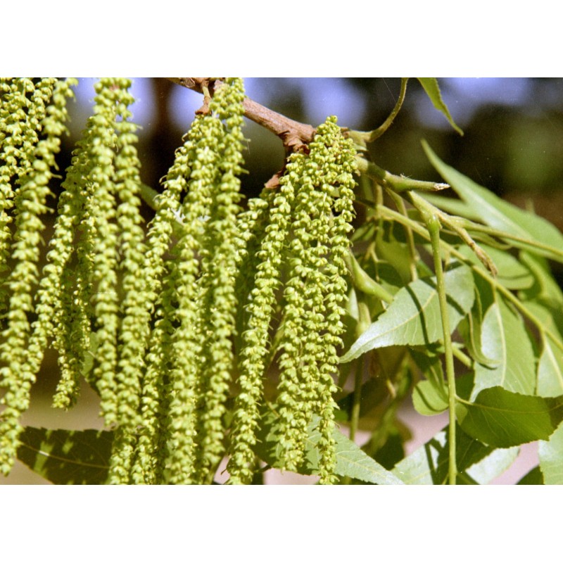 Pecan tree - Carya Illinoensis