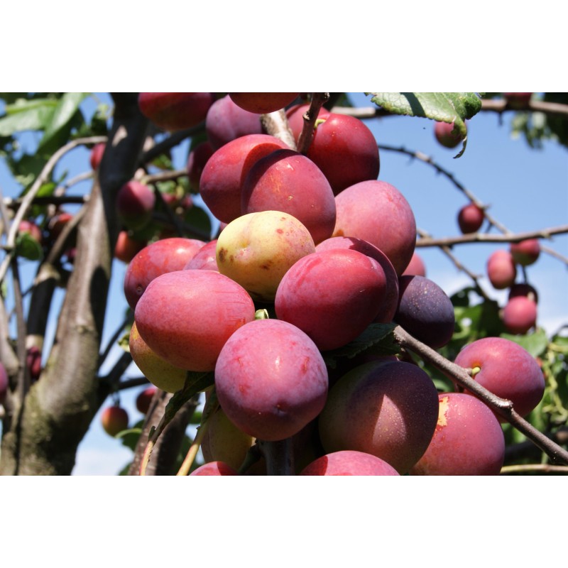 Mirabelle Ruby® - Prunus Domestica Mirabelle Ruby®