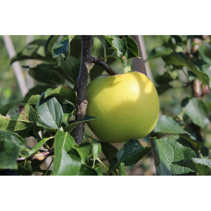 Greensleeves apple tree - Malus Domestica Greensleeves