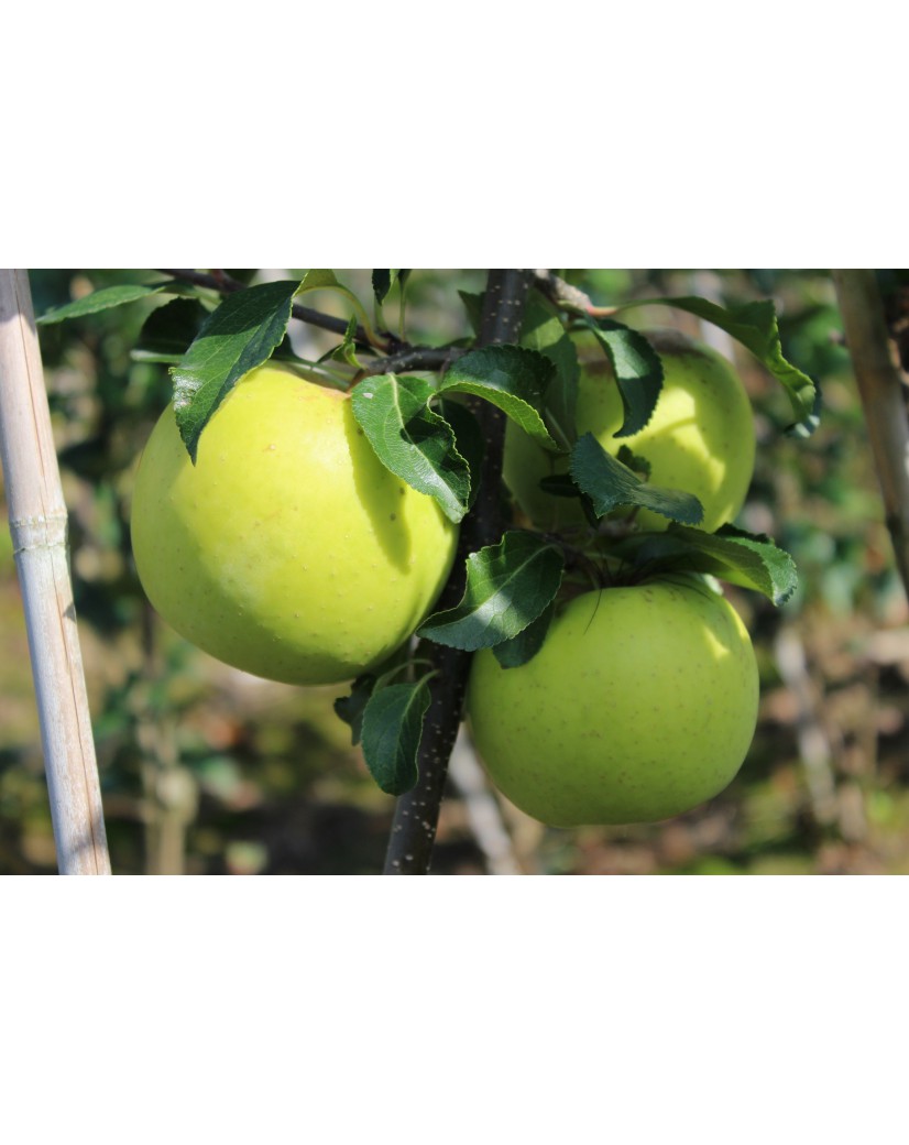 Greensleeves apple tree - Malus Domestica Greensleeves