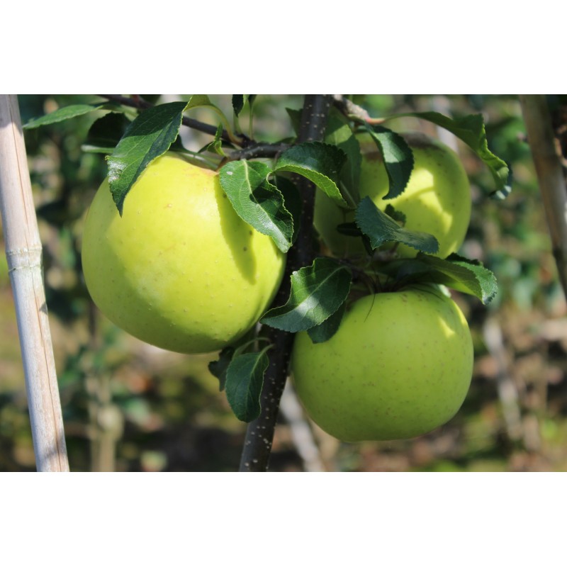 Greensleeves apple tree - Malus Domestica Greensleeves
