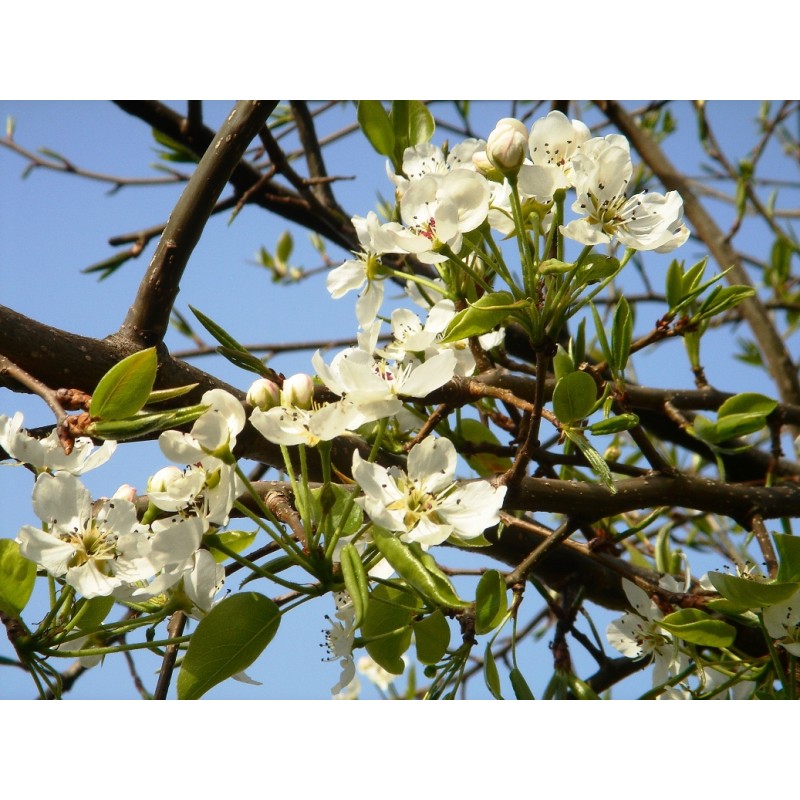 Perenboom Beurré Hardy - Pyrus communis Beurré Hardy
