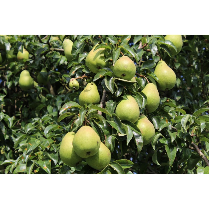 Perenboom Beurré Hardy - Pyrus communis Beurré Hardy