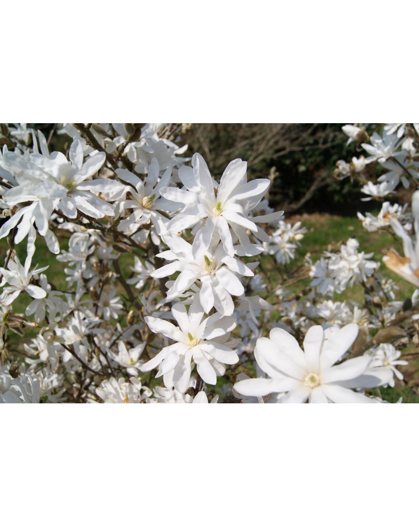 Stermagnolia - Magnolia Stellata