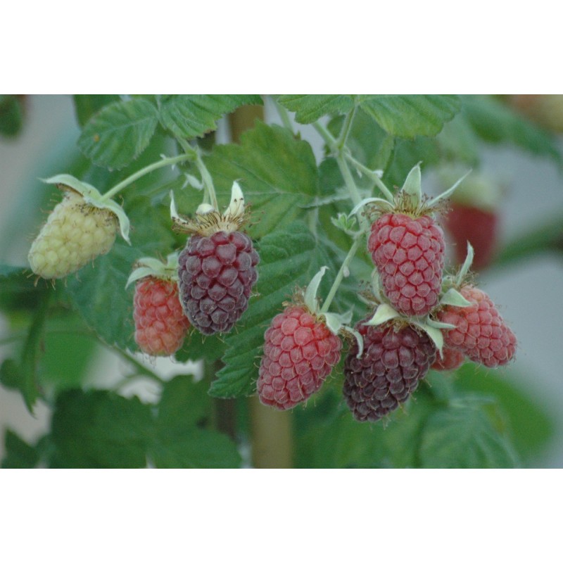 Framboisier Héritage - Rubus Ideaus Héritage