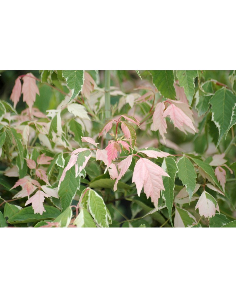 Ash-leaved Maple Flamingo - Acer negundo flamingo