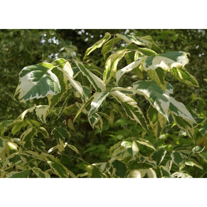 Ash-leaved Maple Flamingo - Acer negundo flamingo