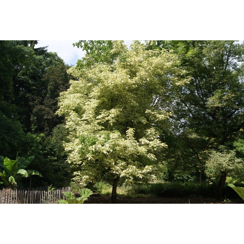 Ash-leaved Maple Flamingo - Acer negundo flamingo