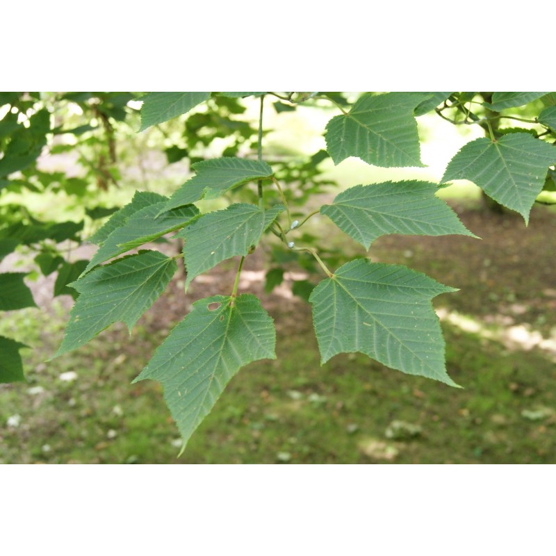 Striped maple - Acer pensylvanicum