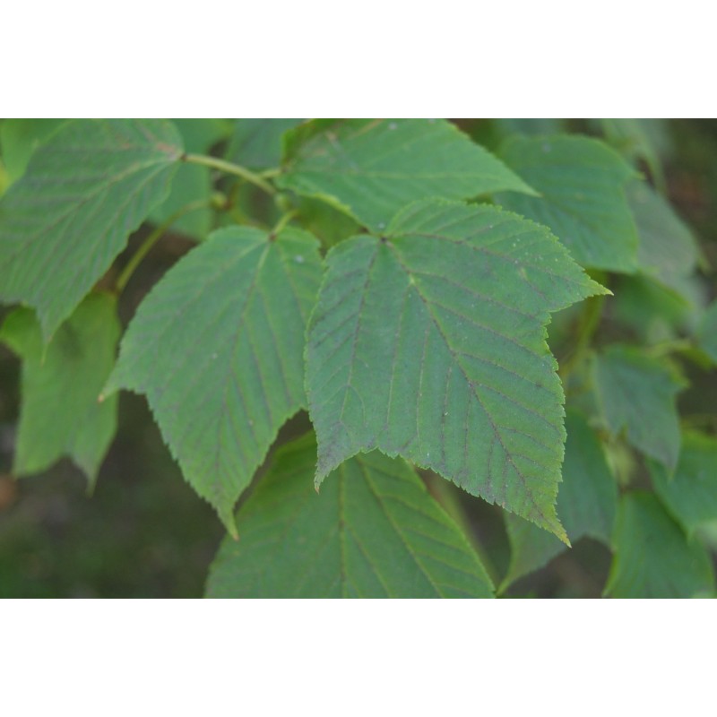 Striped maple - Acer pensylvanicum