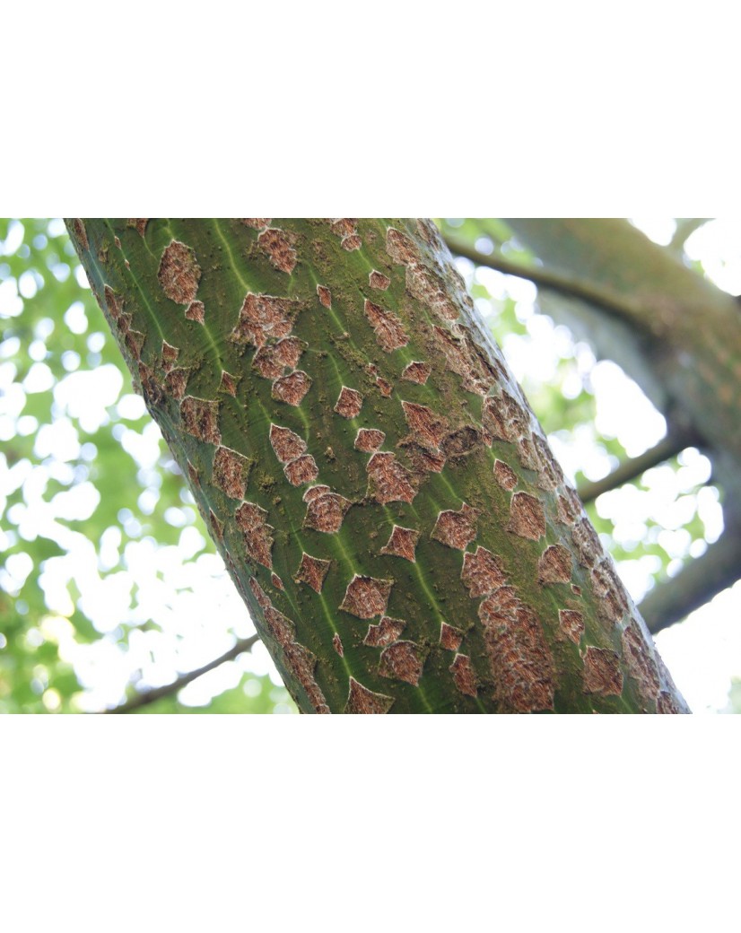 Striped maple - Acer pensylvanicum