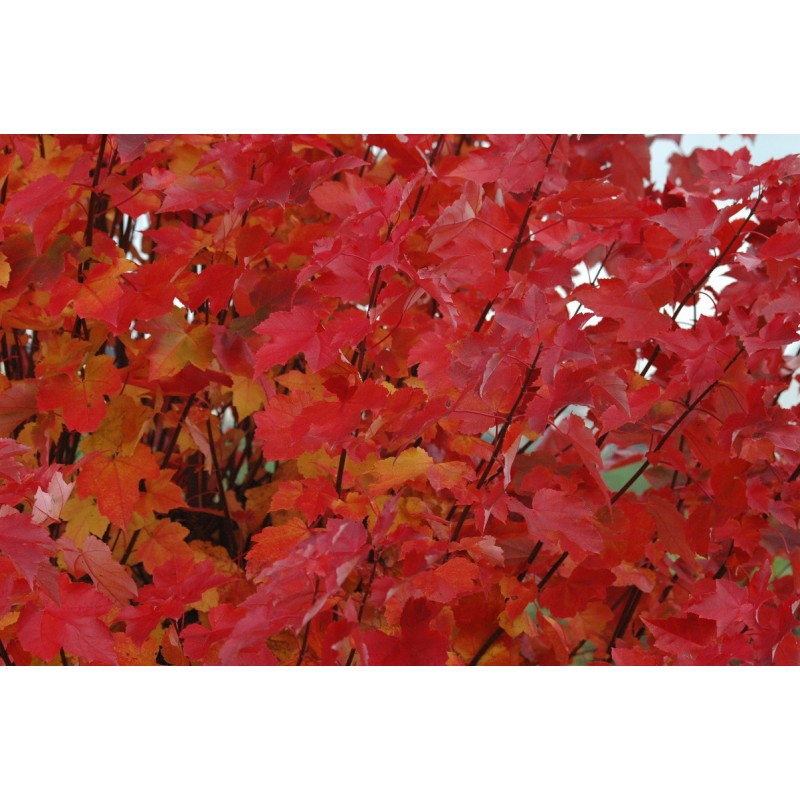 October glory Red maple - Acer rubrum October glory
