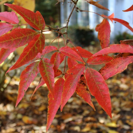 Three-Flower Maple - Acer Triflorum