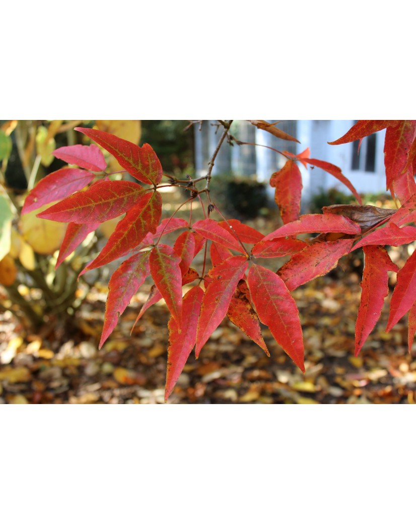 Three-Flower Maple - Acer Triflorum