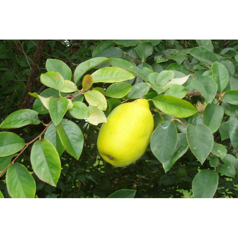 Chinese kweeperen - Pseudocydonia sinensis