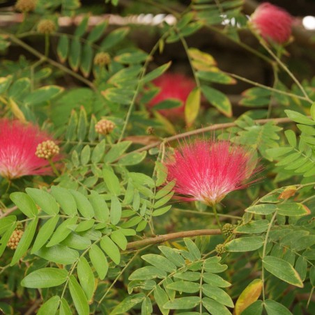 Powderpuff Tree - Calliandra Tweedii