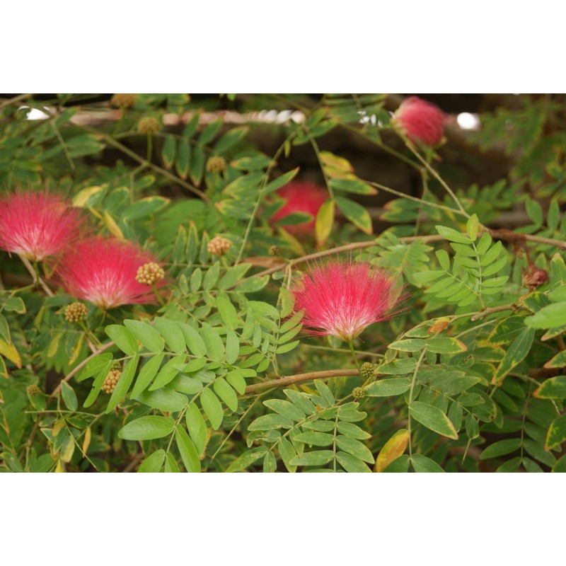 Powderpuff Tree - Calliandra Tweedii