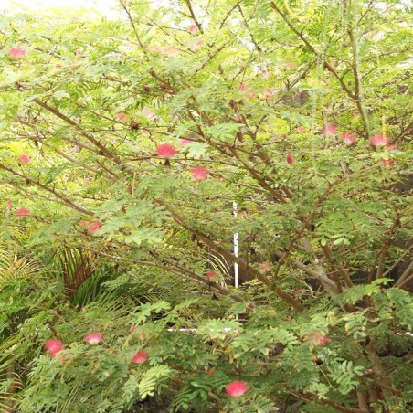 Powderpuff Tree - Calliandra Tweedii
