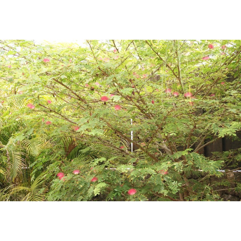 Powder-puff tree - Calliandra Tweedii