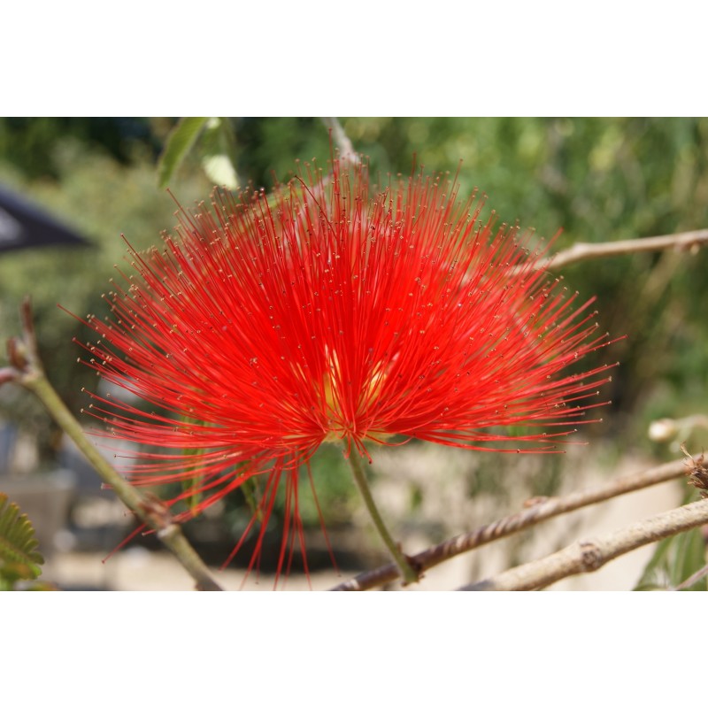 Powderpuff Tree - Calliandra Tweedii
