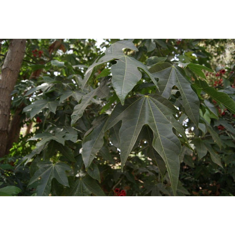 Lacebark Tree-Pink Flame Tree-White Kurrajong - Brachychiton Discolor