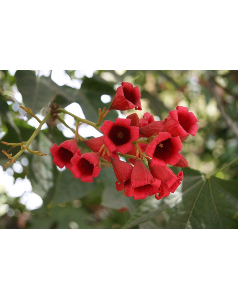 Lacebark Tree-Pink Flame Tree-White Kurrajong - Brachychiton Discolor