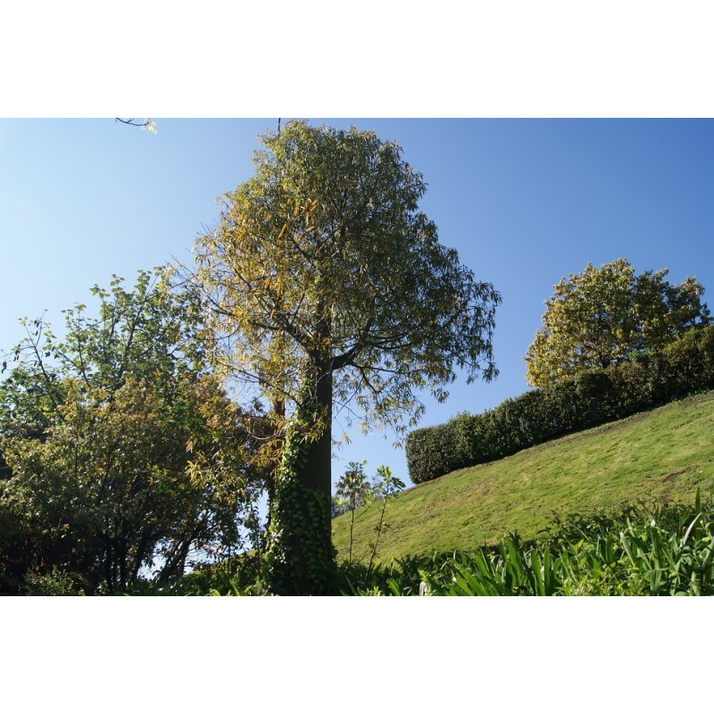Lacebark Tree-Pink Flame Tree-White Kurrajong - Brachychiton Discolor