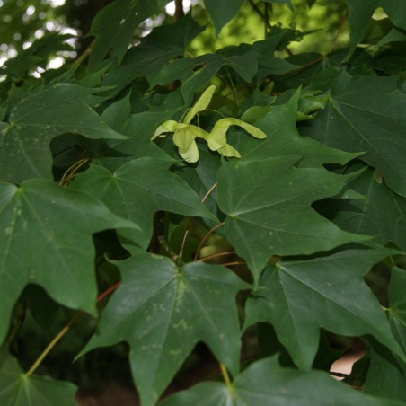 Cappadocian maple - Caucasian maple - Acer Cappadocicum