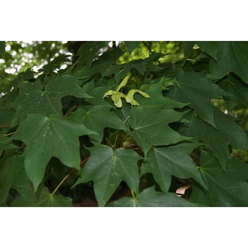 Cappadocian maple - Caucasian maple - Acer Cappadocicum