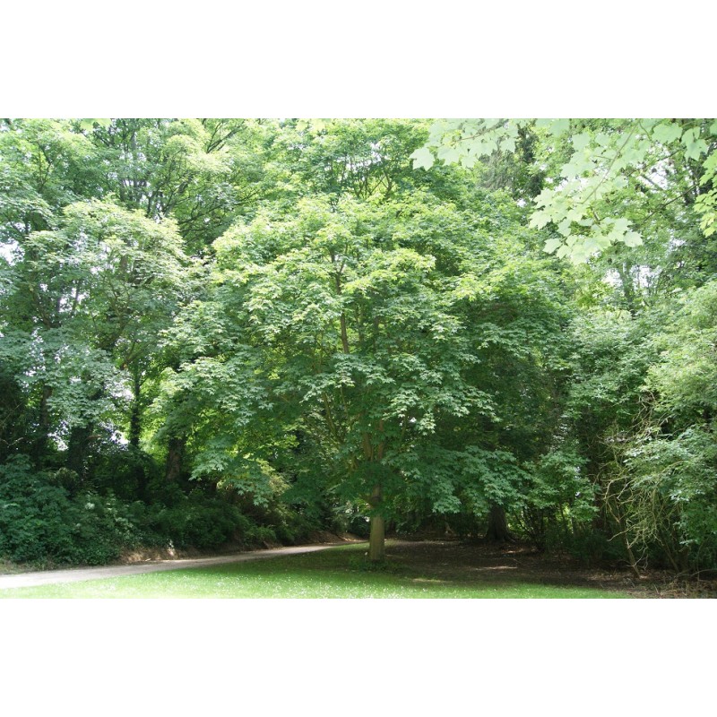 Cappadocian maple - Caucasian maple - Acer Cappadocicum