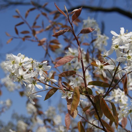 Kanadische Felsenbirne Glenform Rainbow Pillar - Amelanchier Canadensis ...