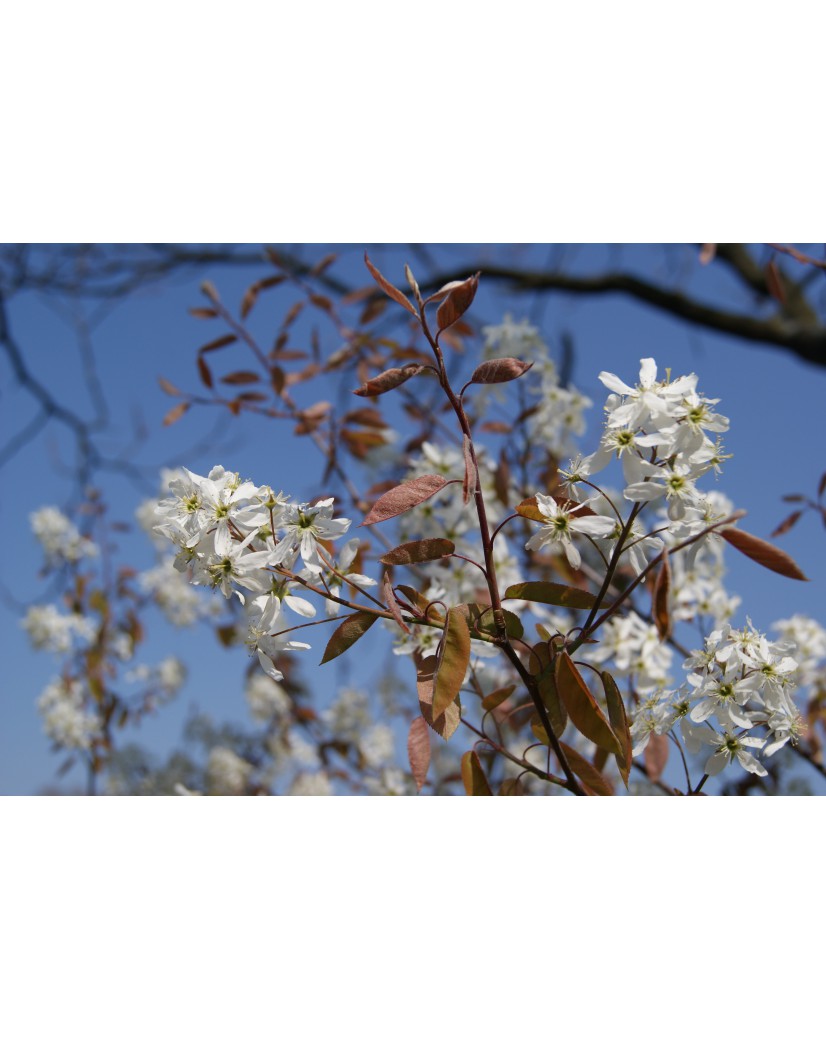 Hêtre pourpre - Fagus Sylvatica Atropunicea