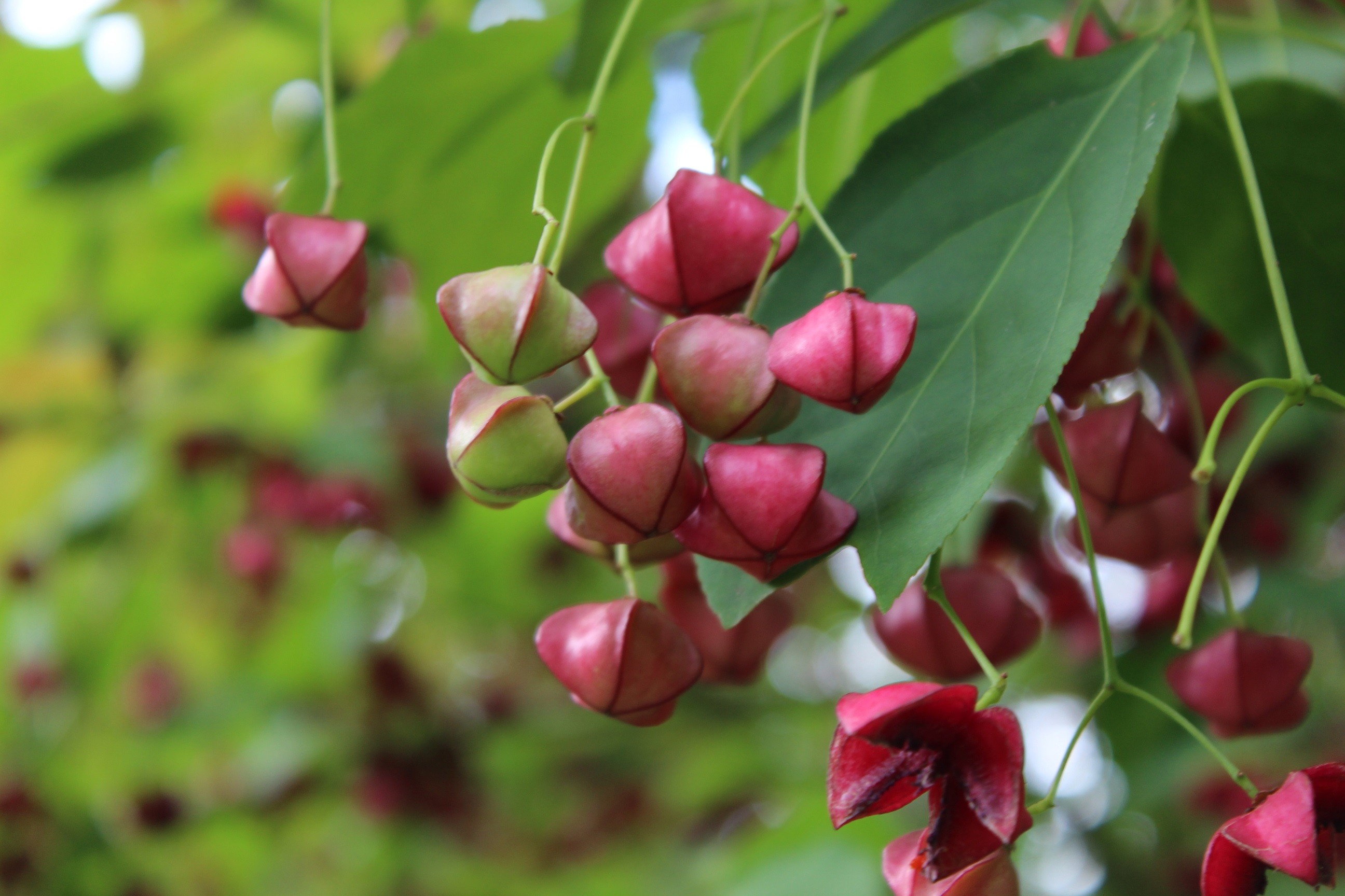 Crape myrtle - Crepeflower - Lagerstroemia indica Etoile Rouge