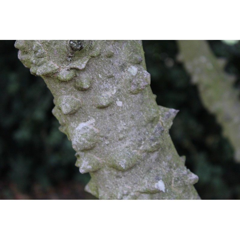 Sichuan peperboom - Zanthoxylum simulans