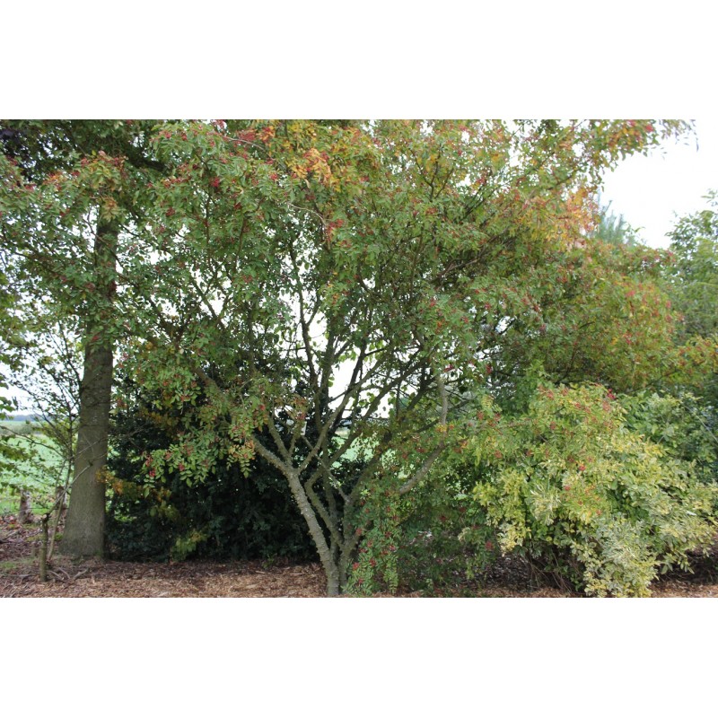 Chinese pepper tree - Zanthoxylum simulans