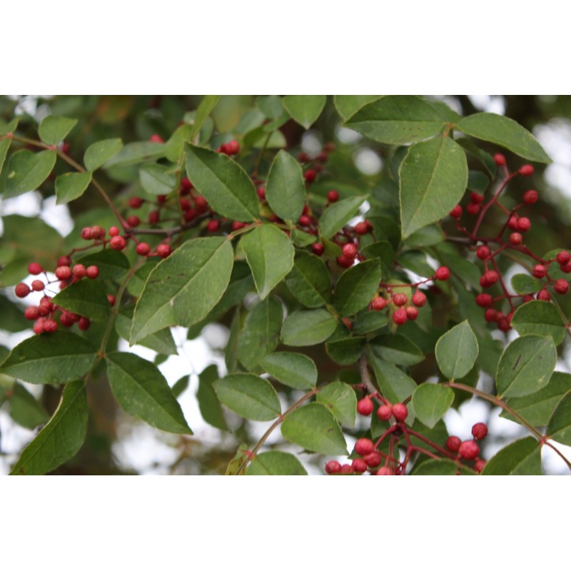 Chinese pepper tree - Zanthoxylum simulans