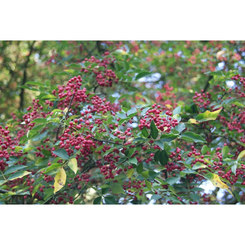 Chinese pepper tree - Zanthoxylum simulans