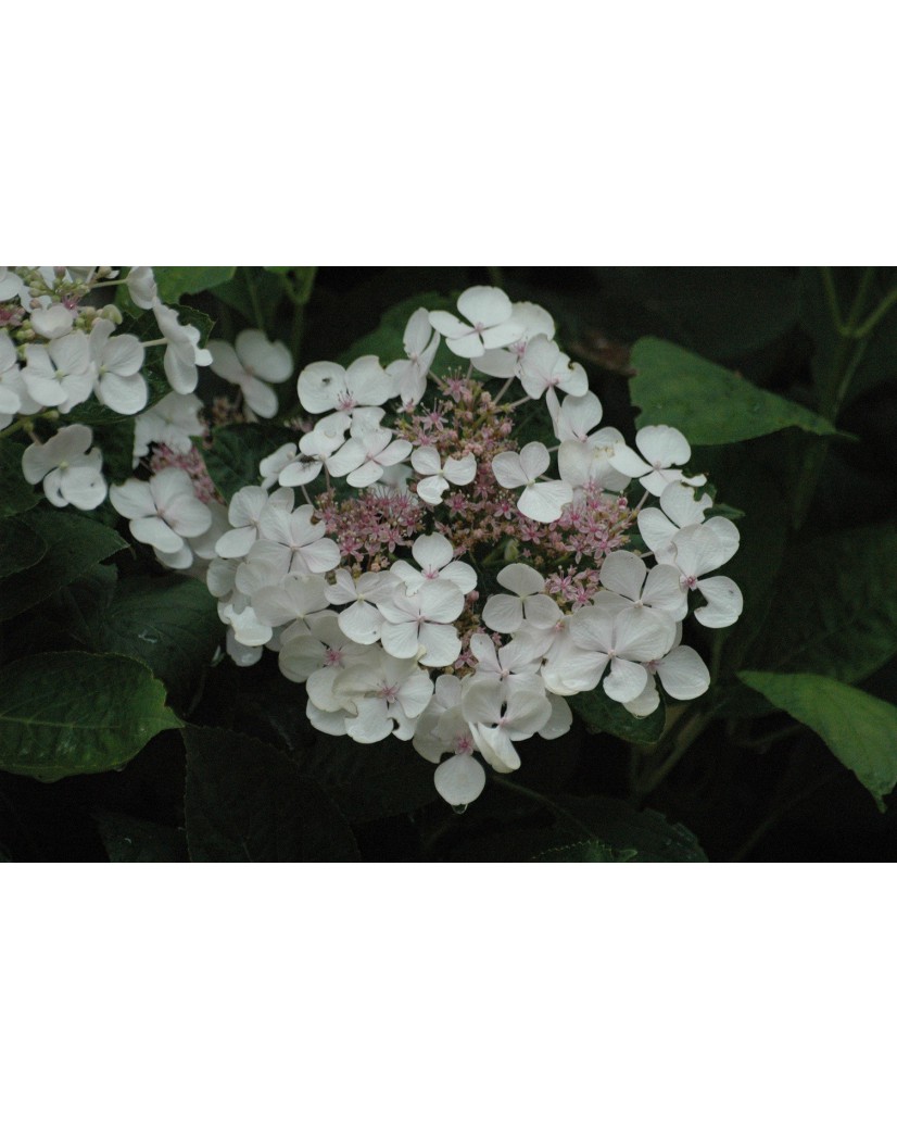 Hortensia Libelle Snow - Hydrangea Macrophylla Libelle Snow
